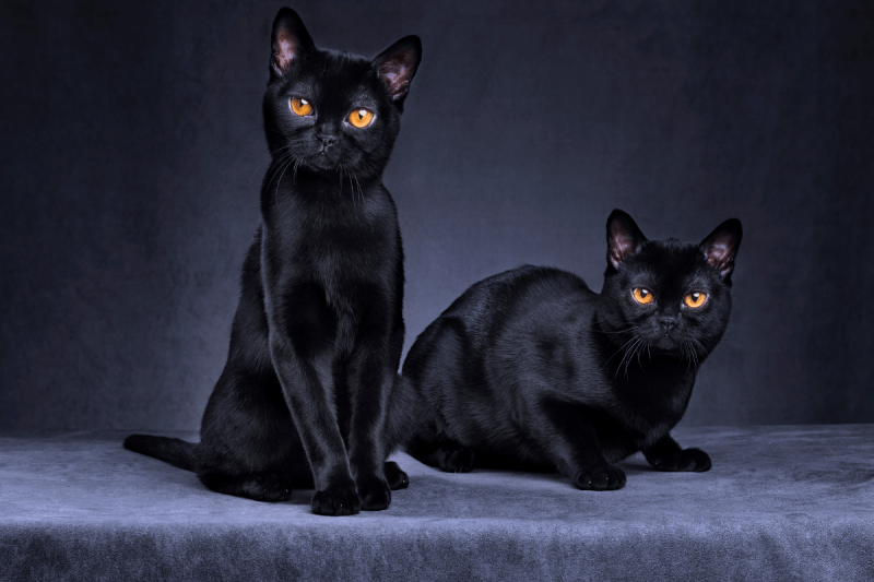 Badass Cat Names 98 Truly Tough Ideas KittenMeow Badass Cat Names 98 Truly Tough Ideas KittenMeow