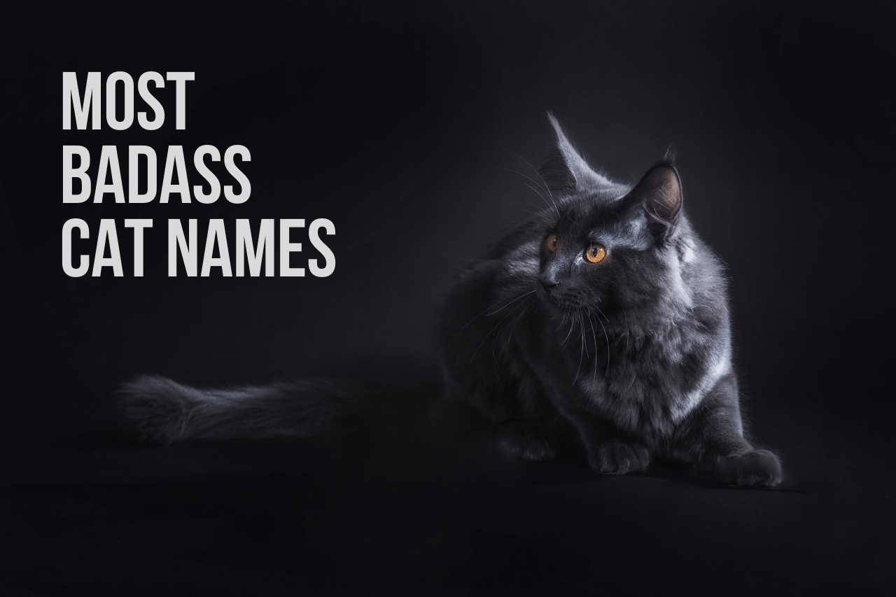 Badass Cat Names 98 Truly Tough Ideas KittenMeow Badass Cat Names 98 Truly Tough Ideas KittenMeow