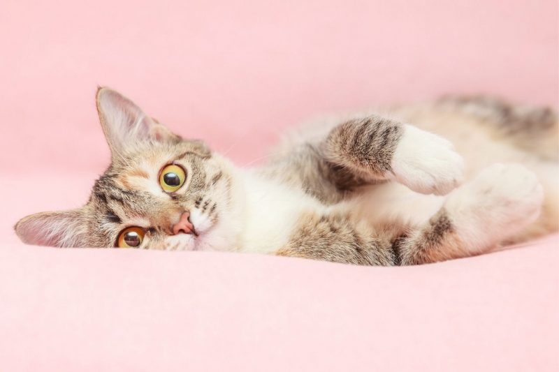 Funny Cat Names 89 BEST CUTE Ideas KittenMeow