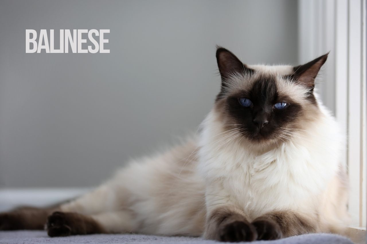 Which Cats Have The Longest Tails? Top 10 Cat Breeds With Long Tails ...