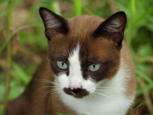 Brown Cat Names For Boy & Girl [89+ Best Ideas] - KittenMeow